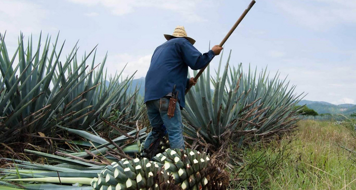 Mexico: The Tequila Regulatory Council to Support Traditional Agave ...
